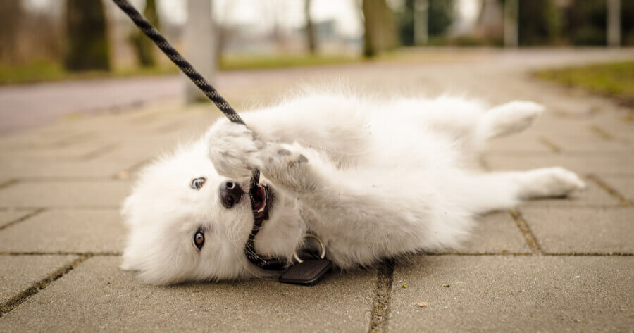 Pierwsze dni szczeniaka w nowym domu. Jak wyglądają i jak się przygotować?